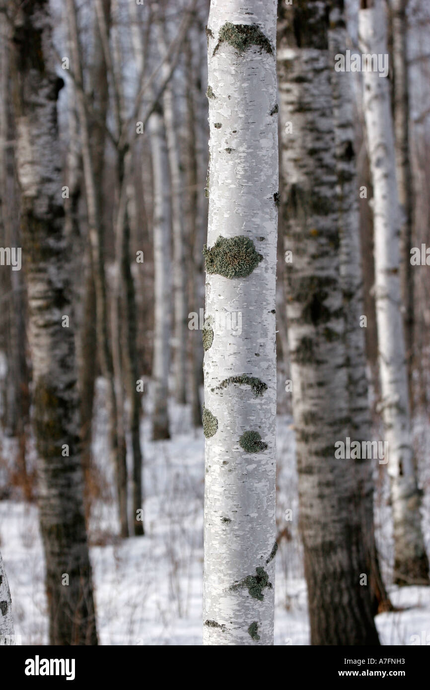 Birch tree in the woods of Northern United States Stock Photo - Alamy