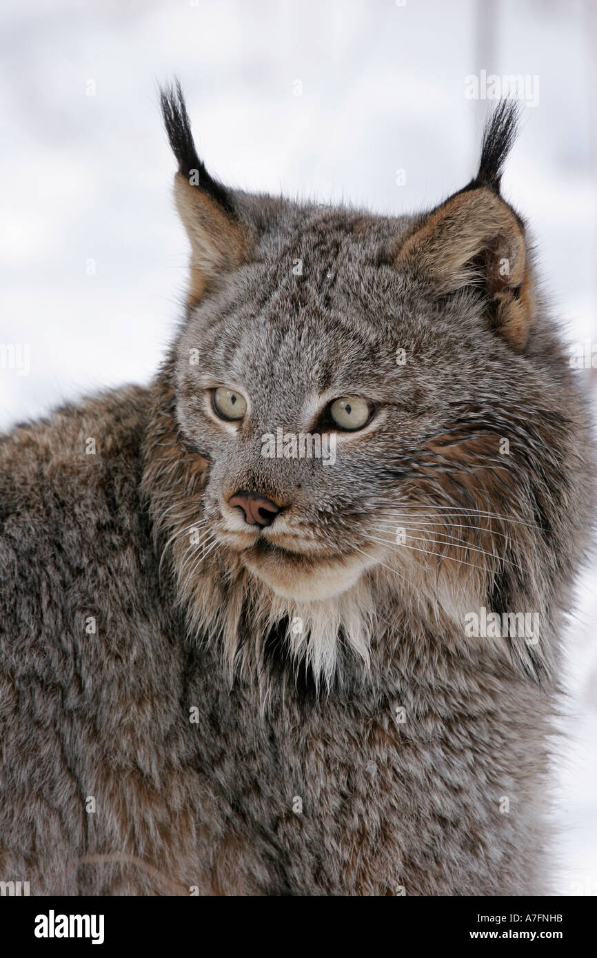 A portrait of a Lynx that roams North America Stock Photo - Alamy