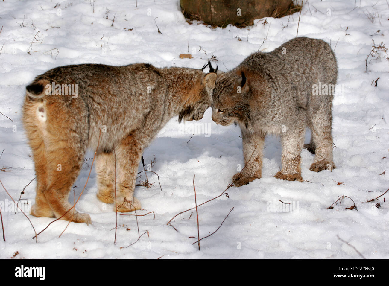 Spiritwolf hi-res stock photography and images - Alamy