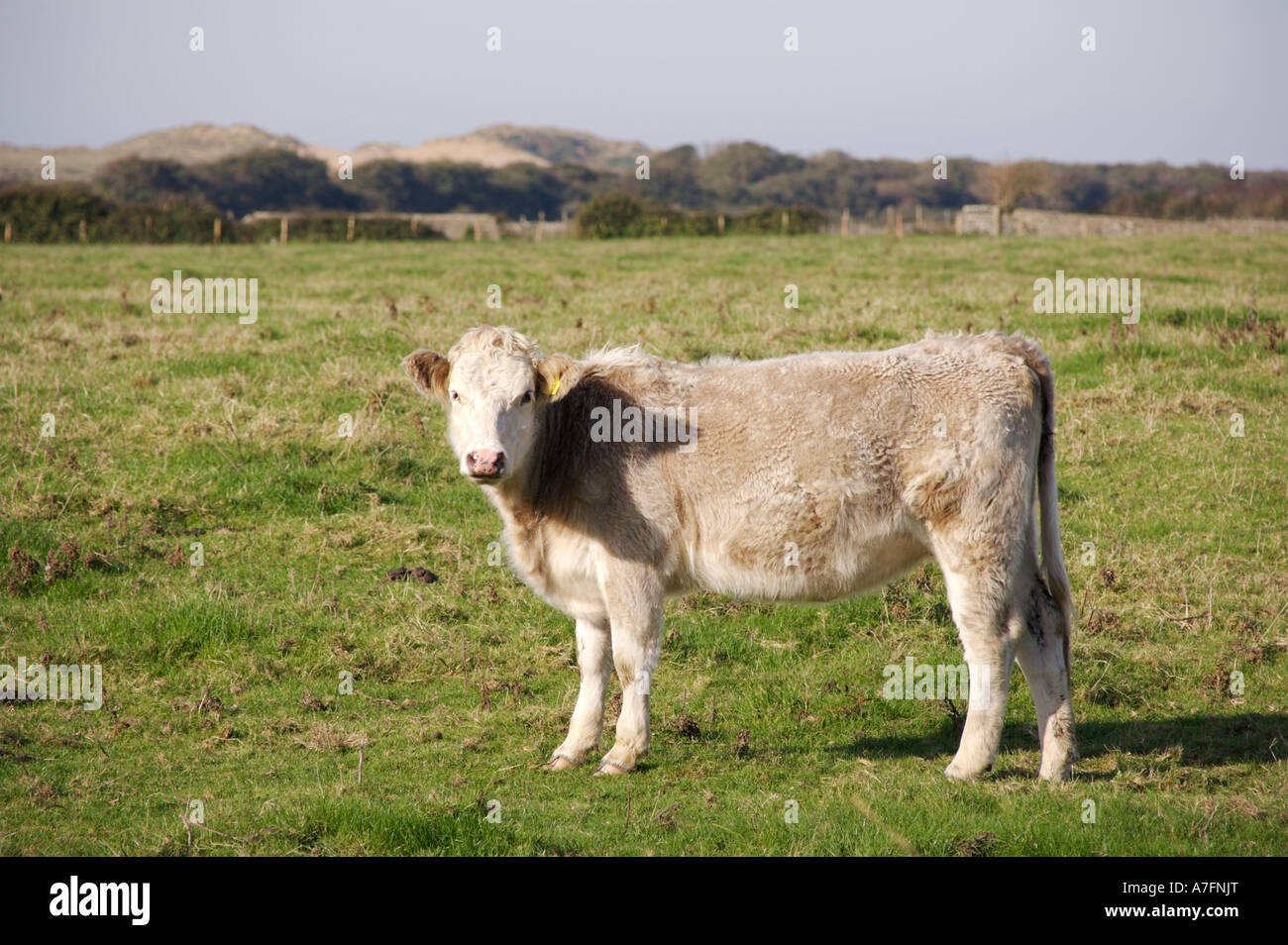 cow estuary braunston burrows world heritage site devon farm farming ...