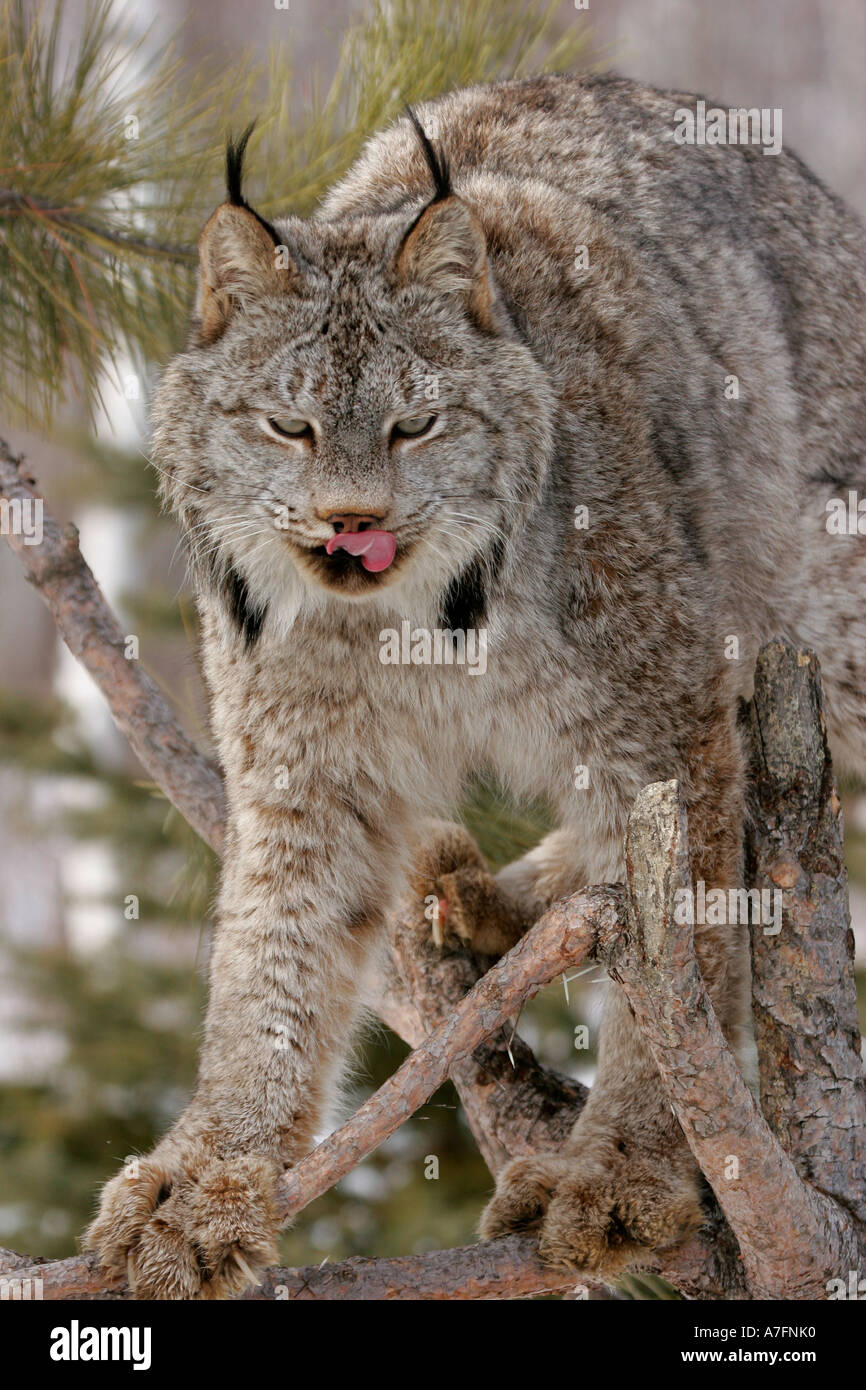 Canadian lynx tree hi-res stock photography and images - Alamy