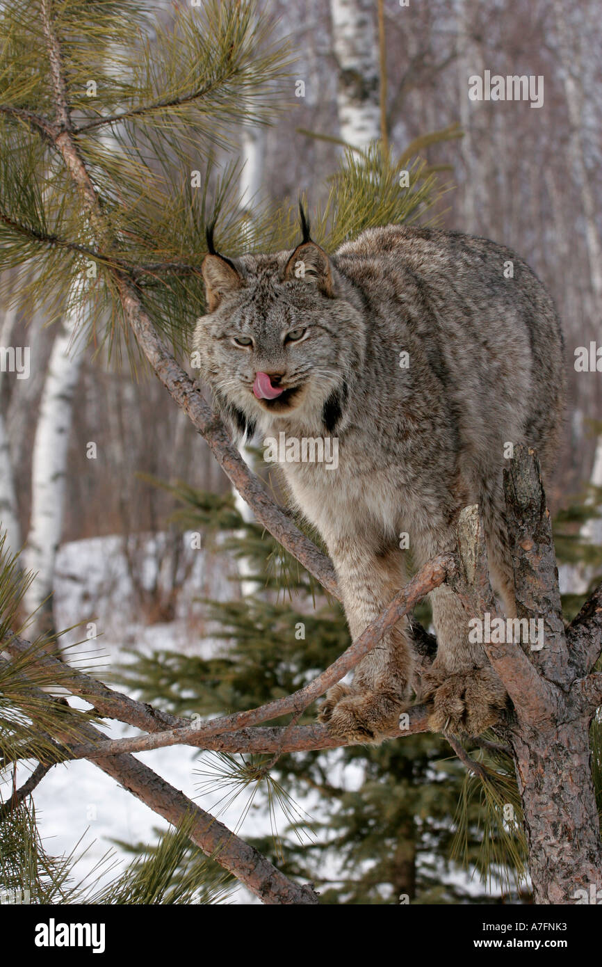 A Lynx climbing on Evergreen Tree or Pine Tree branches Stock Photo - Alamy