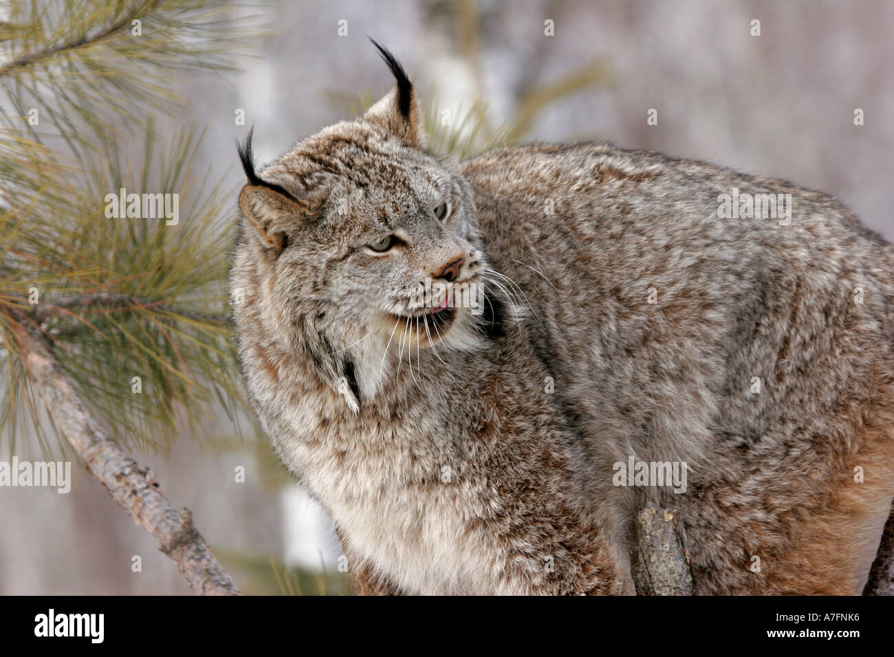 Spiritwolf hi-res stock photography and images - Alamy