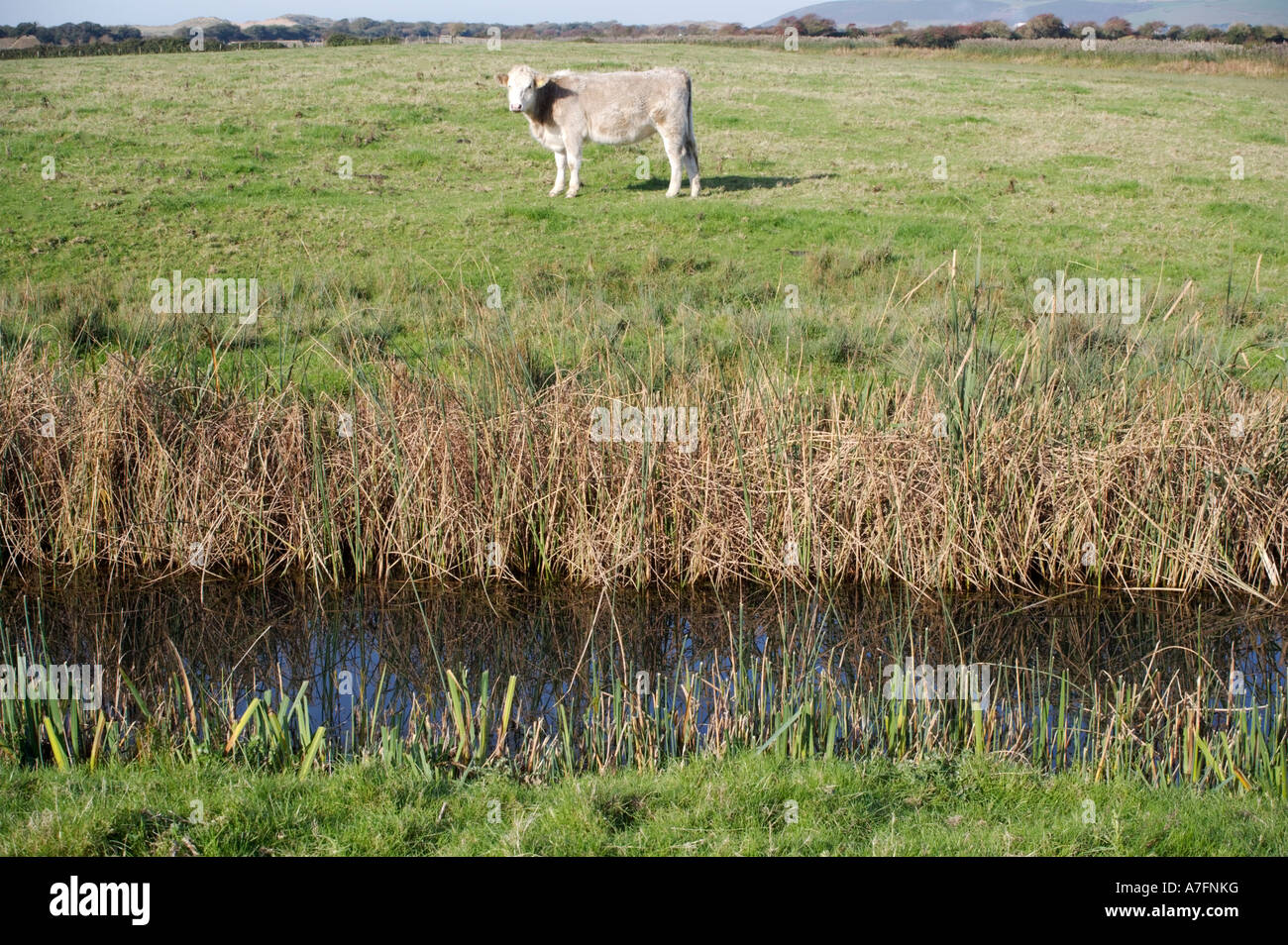 cow estuary braunston burrows world heritage site devon farm farming ...