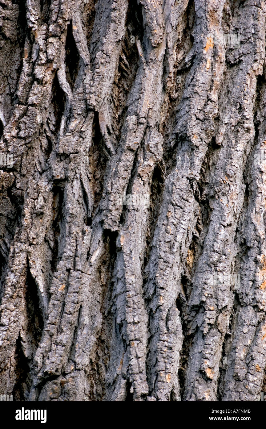Old oak tree trunk bark Stock Photo - Alamy