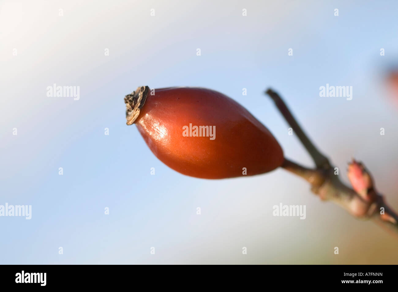 Bud red bud Stock Photo - Alamy