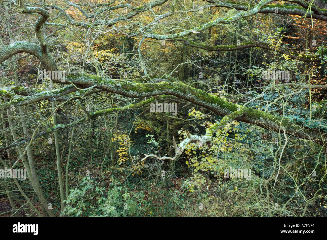 Withered branches in woodland Stock Photo - Alamy