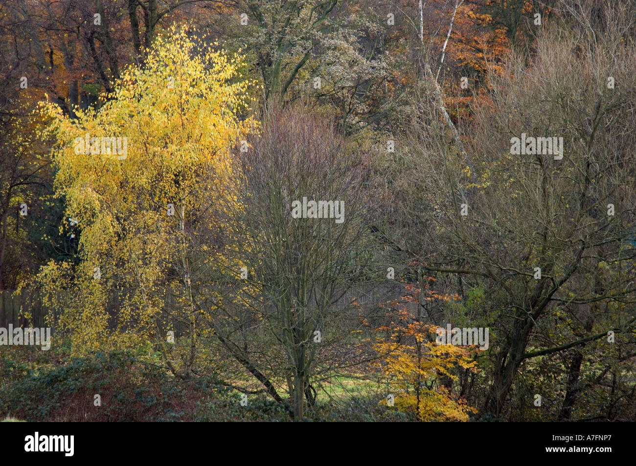 Autumn trees in fiery hi-res stock photography and images - Alamy