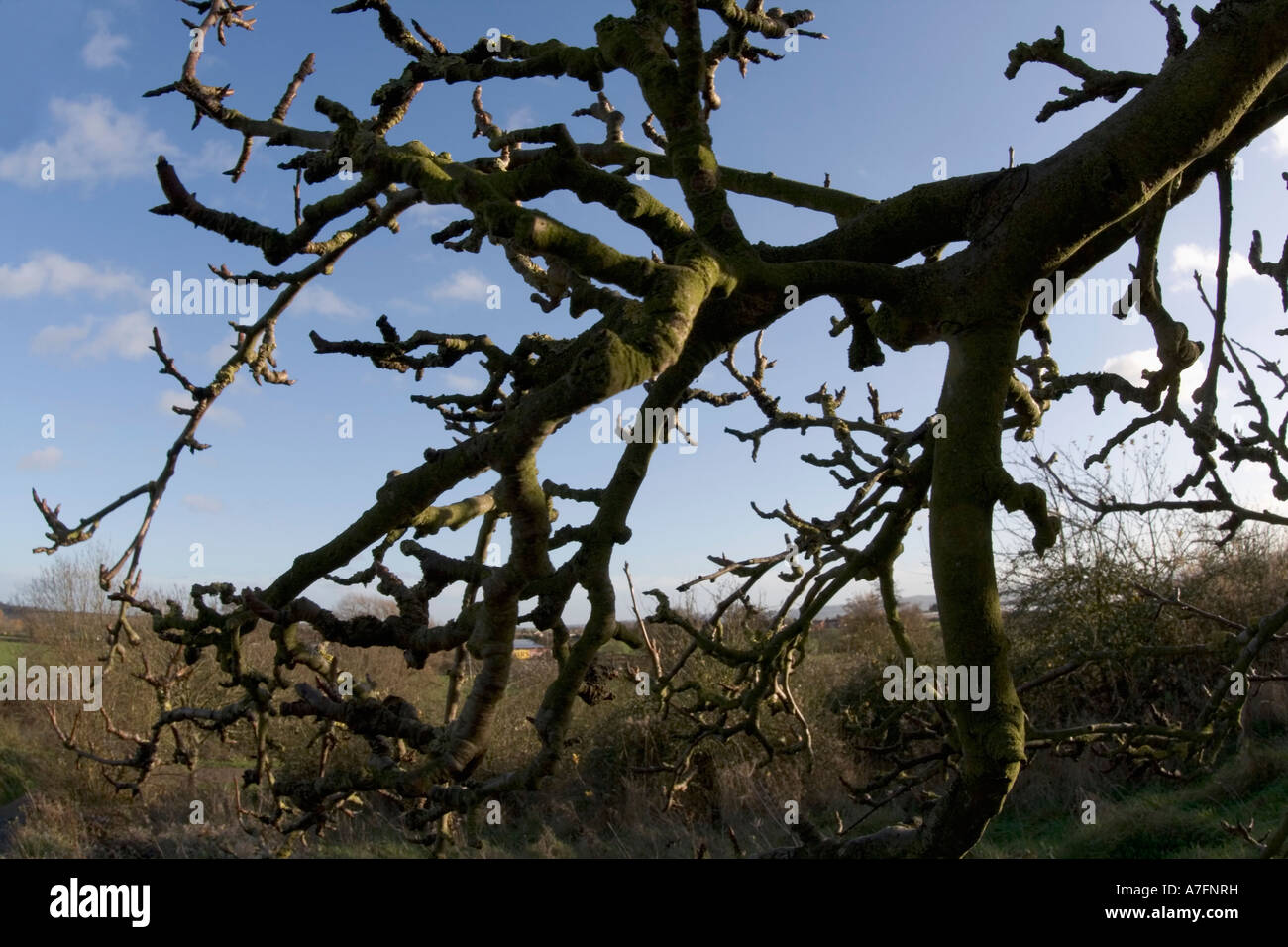 branches of tree in winter Stock Photo - Alamy