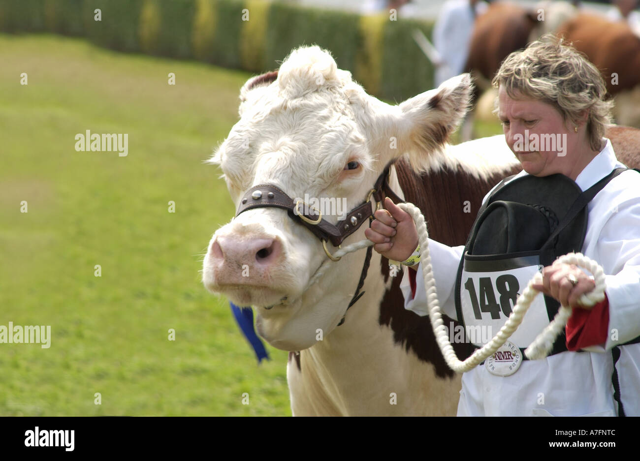Cattle parade (1 Stock Photo - Alamy