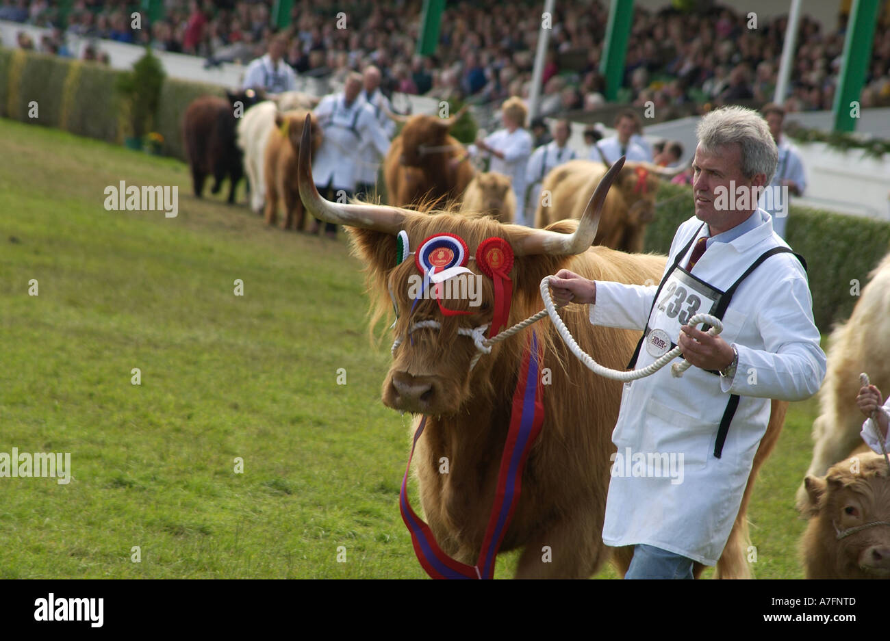 Cattle parade (2 Stock Photo - Alamy