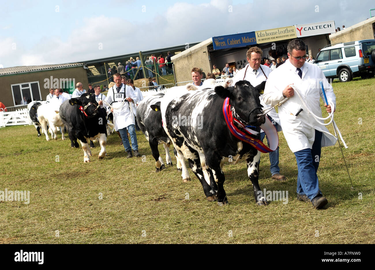 Cattle parade (3 Stock Photo - Alamy