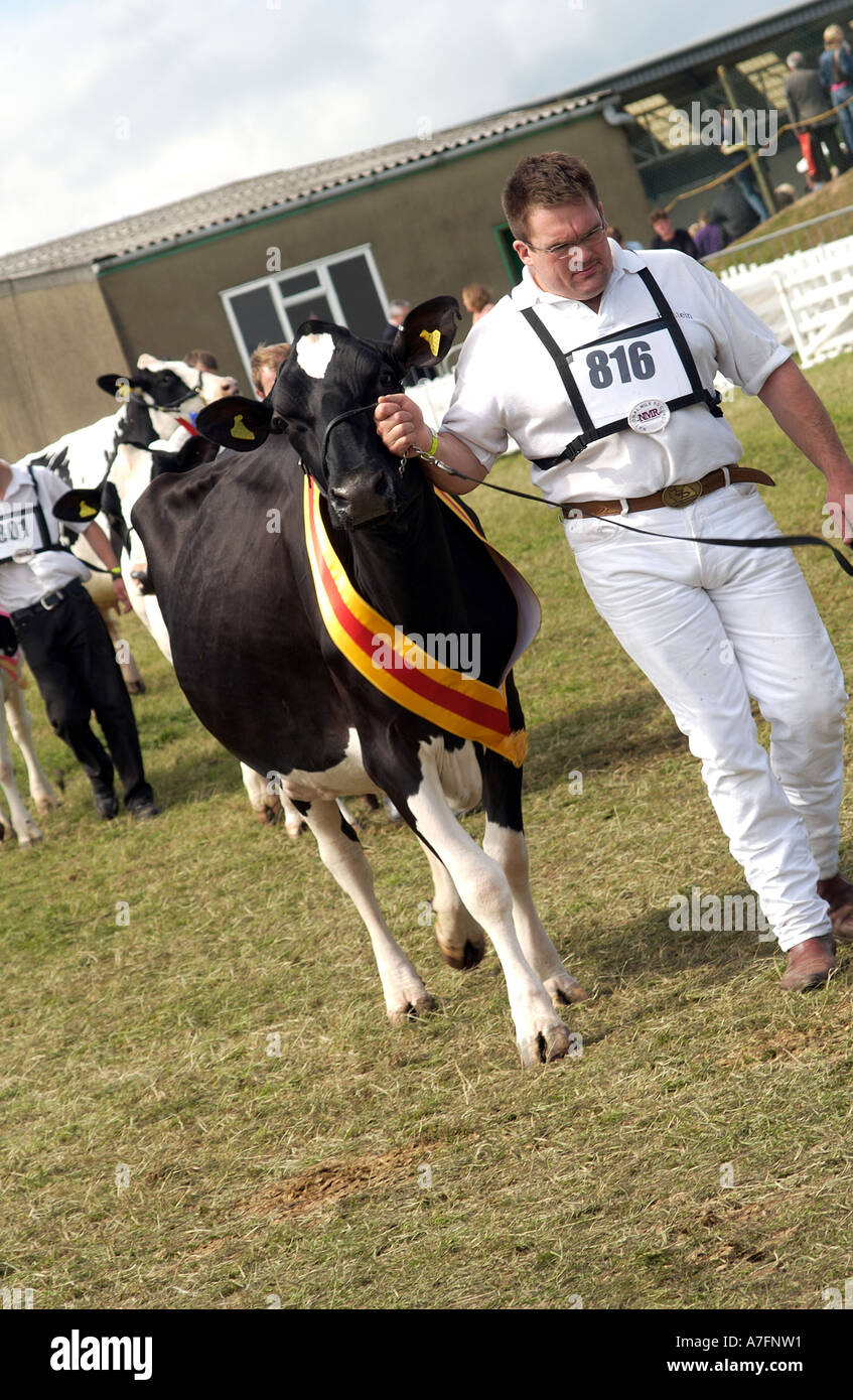 Cattle parade (4 Stock Photo - Alamy