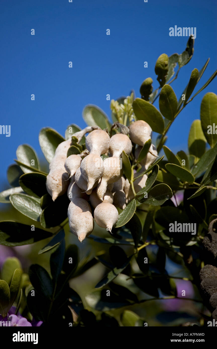 Beans hanging from mountain laurel tree Stock Photo - Alamy