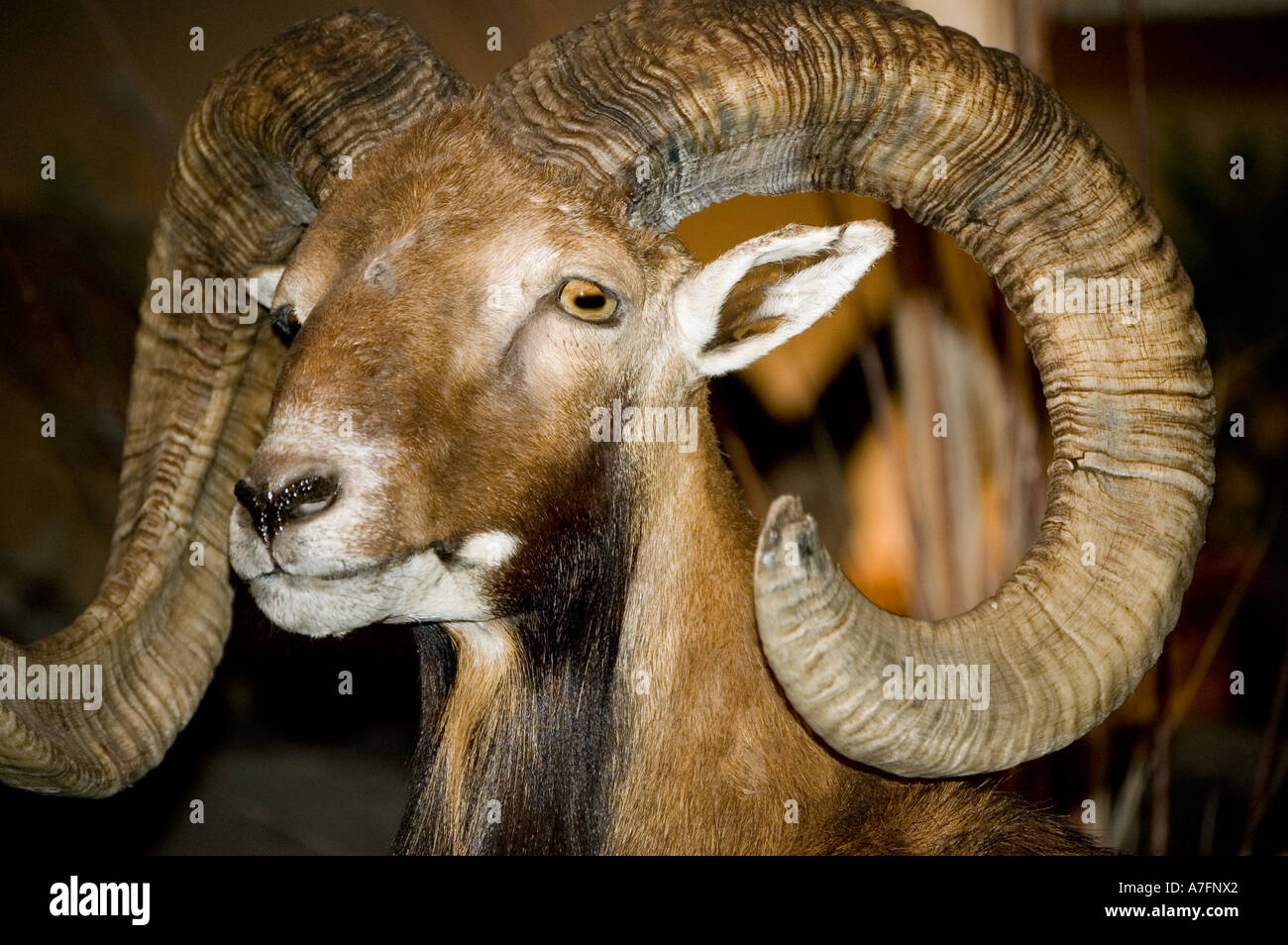 Big curly horn goat hi-res stock photography and images - Alamy