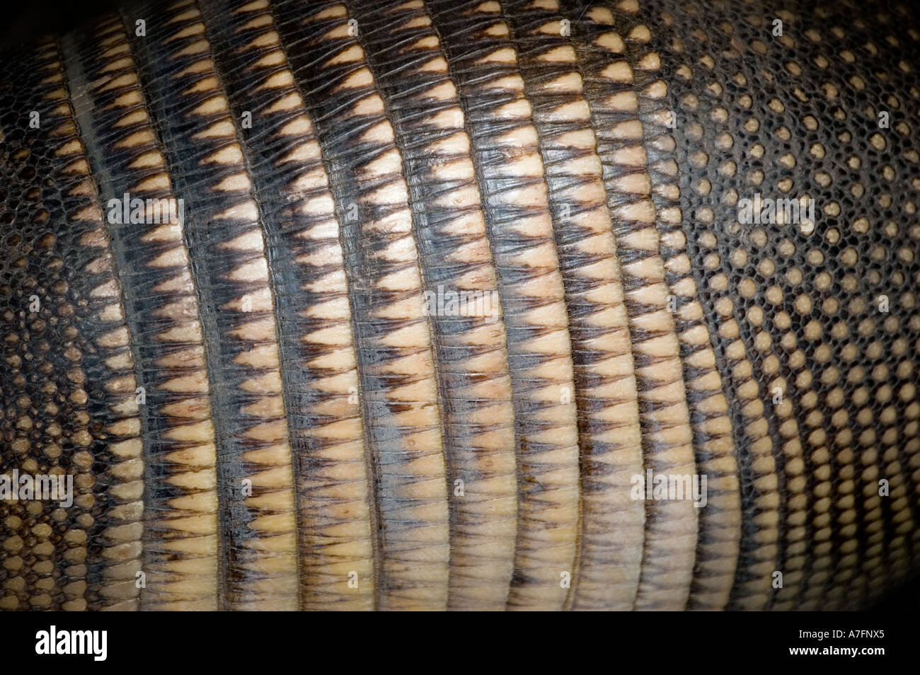 Armadillo shell pattern Stock Photo - Alamy
