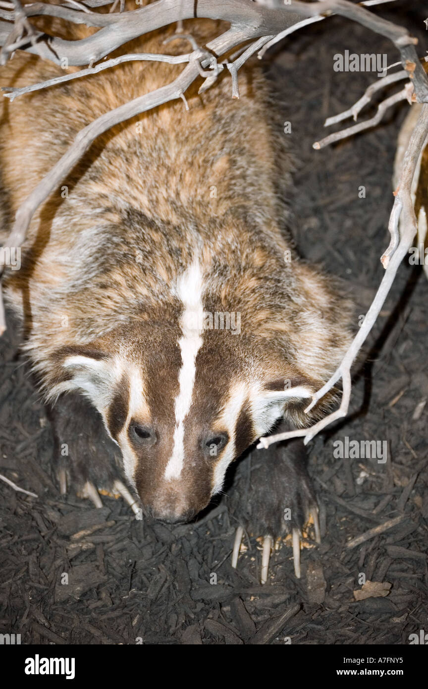 Badger in wildlife setting Stock Photo - Alamy
