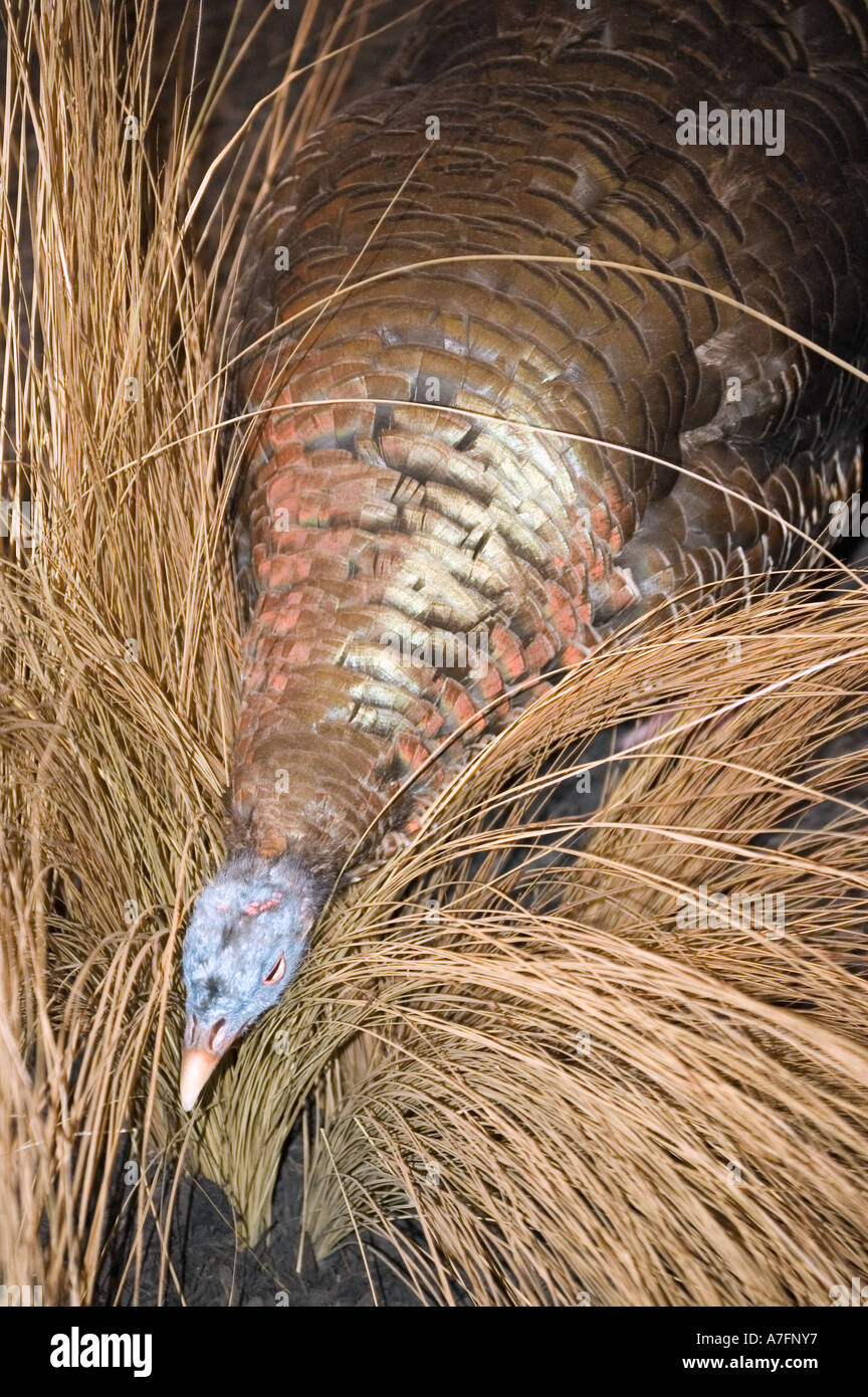 Wild turkey in grass Stock Photo - Alamy