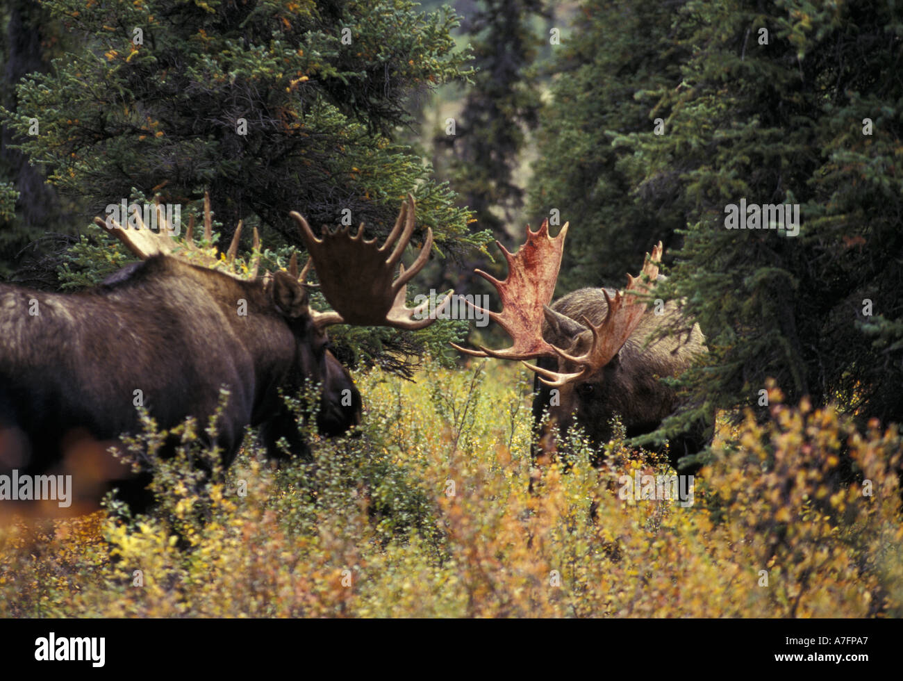 Bleeding antlers hi-res stock photography and images - Alamy