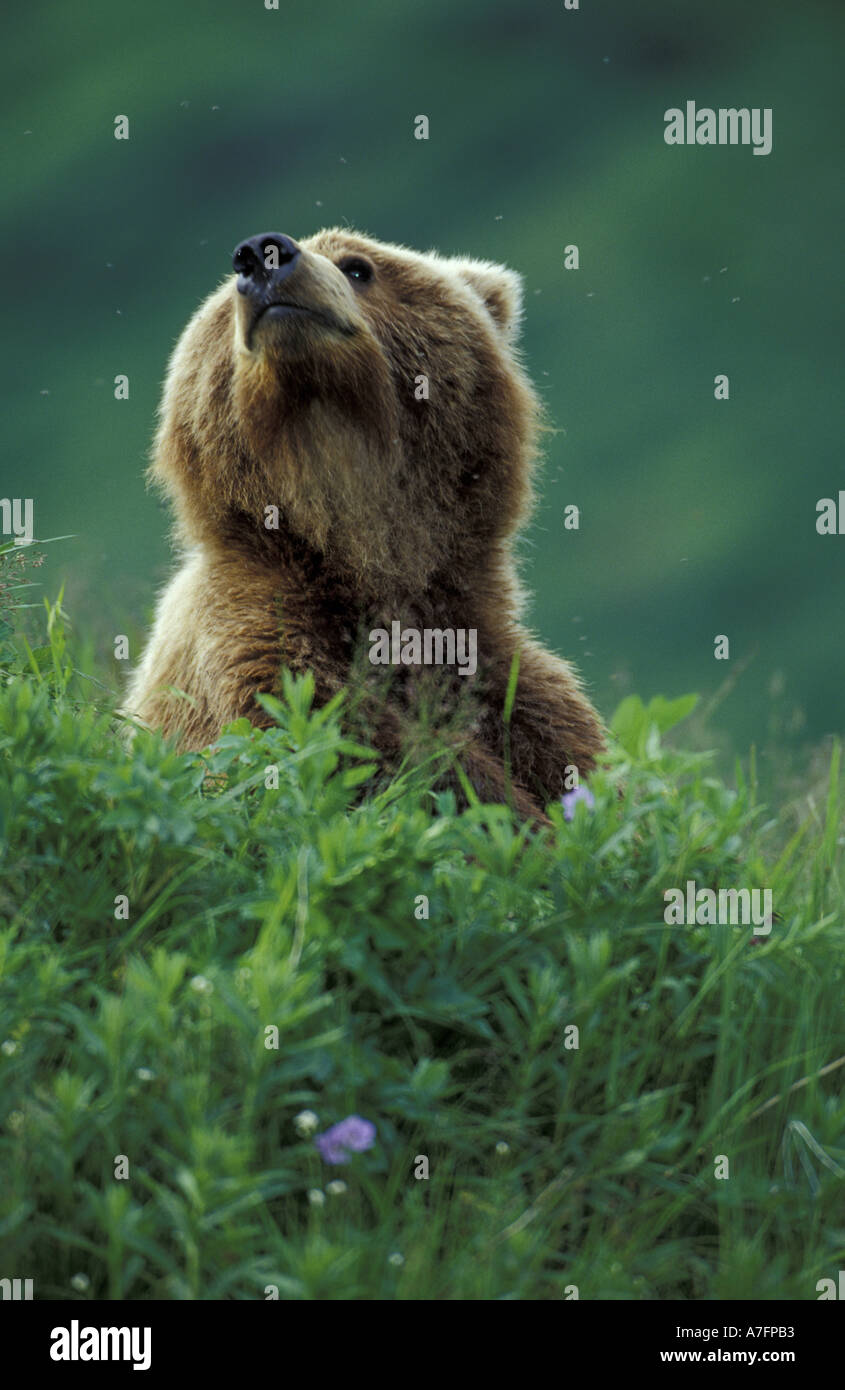 USA, Alaska, Kodiak, Older Brown bear cub (Ursus arctos middendorffi ...