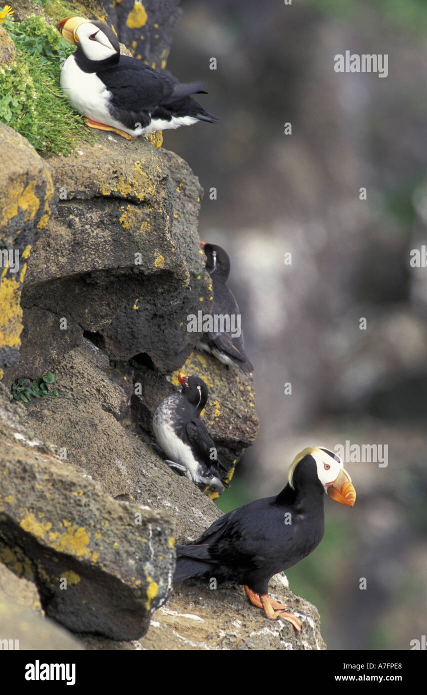 Alaska, St. Paul Island, The Pribilofs, Bering Sea. tufted puffin ...