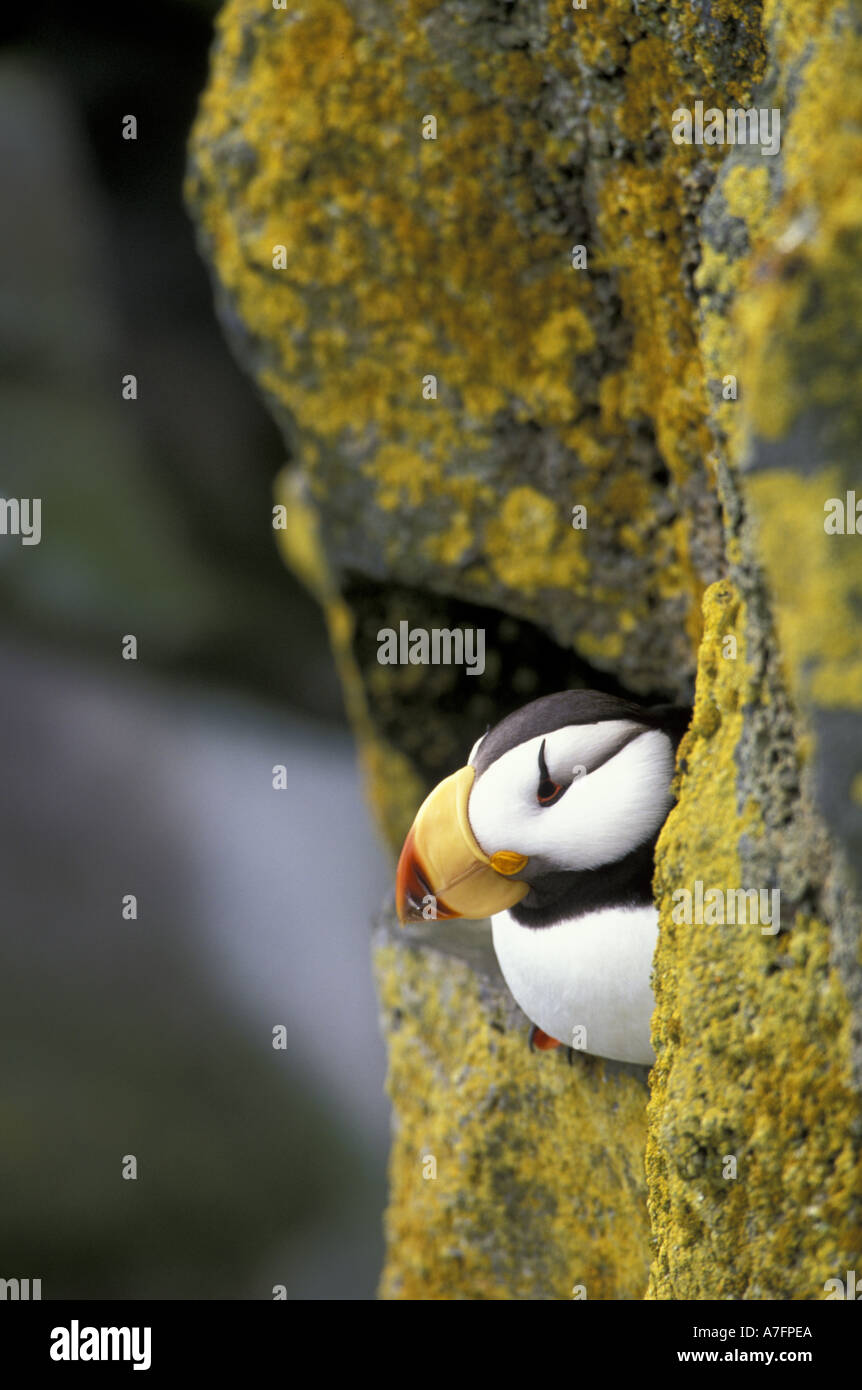 Alaska, St. Paul Island, The Pribilofs Stock Photo - Alamy