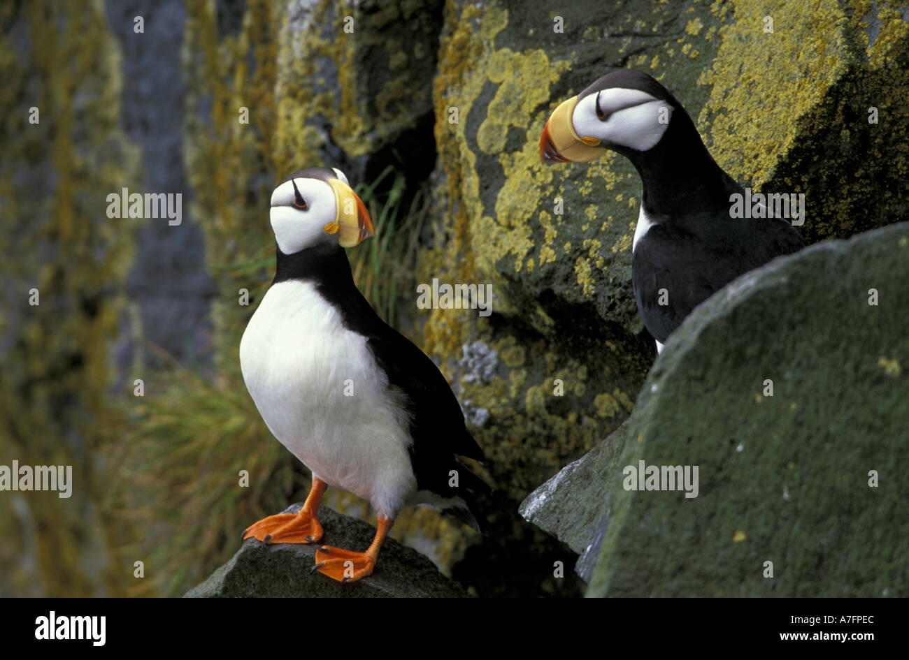 Alaska, St. Paul Island, the Pribilofs, horned puffins on the cliffs at ...
