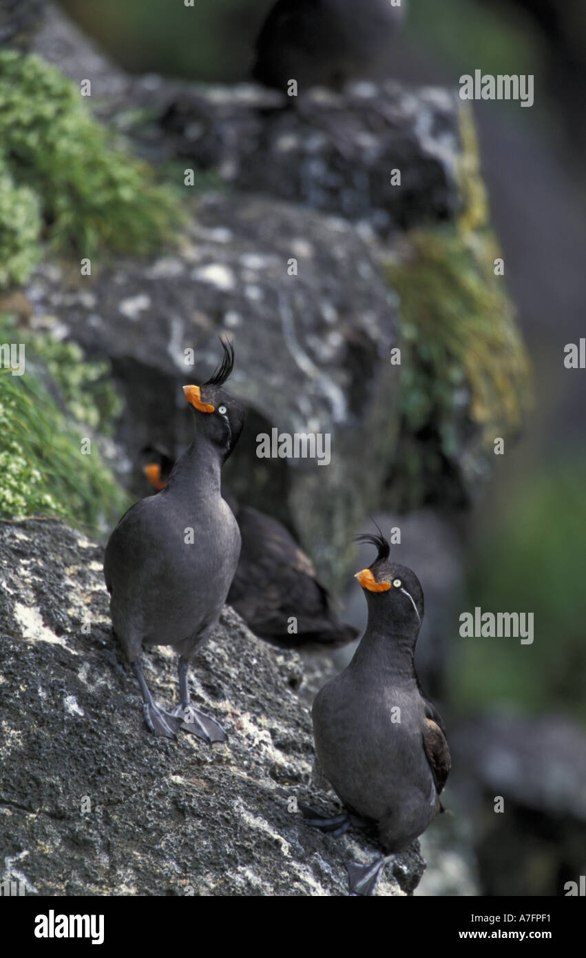 Auklet auklets pribilofs alaska hi-res stock photography and images - Alamy