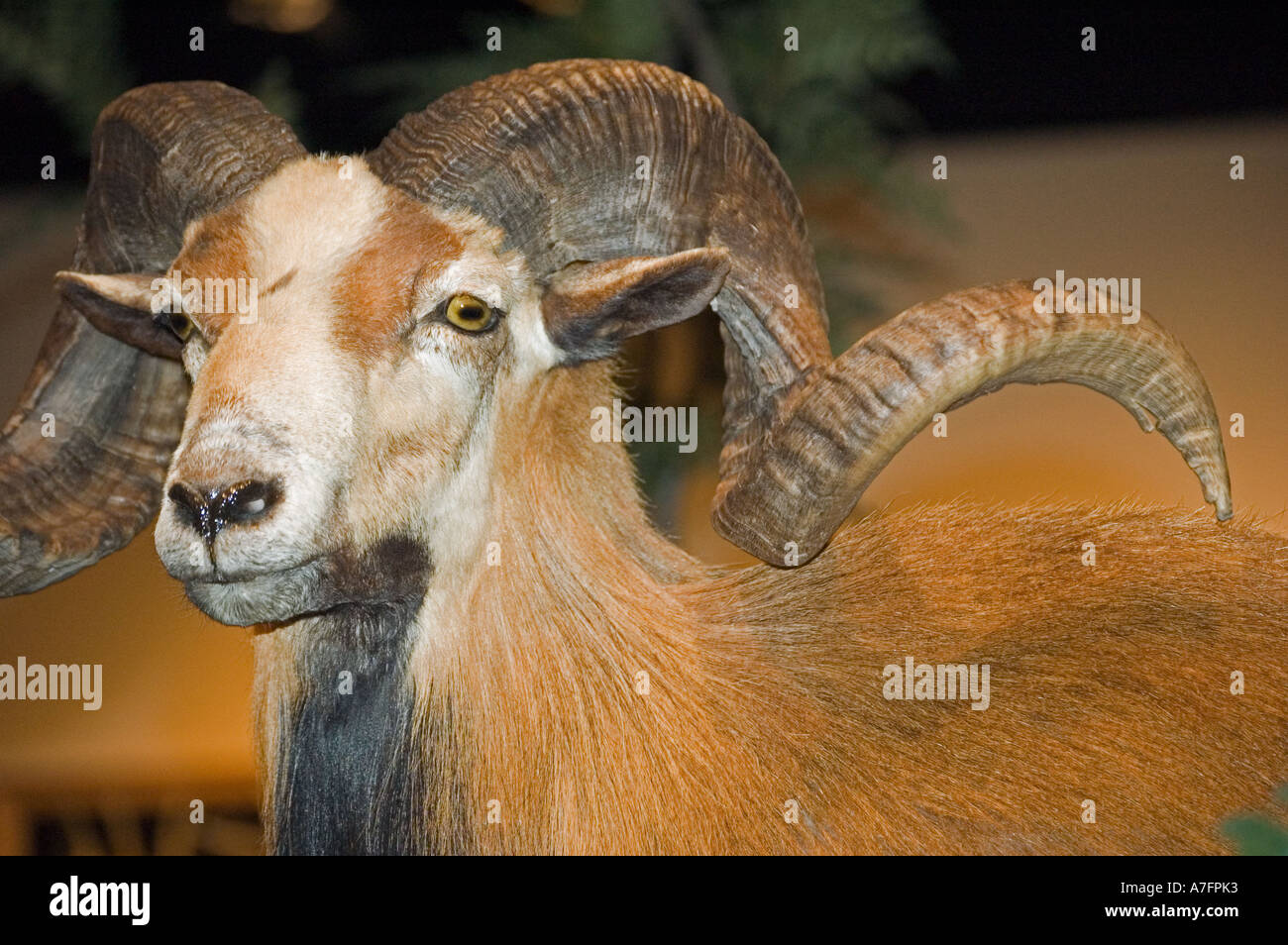 Curly horn sheep Stock Photo - Alamy