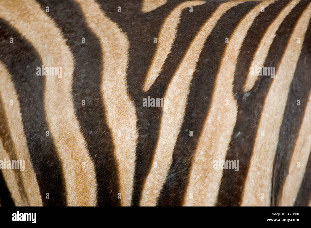 Zebra stripes pattern Stock Photo - Alamy