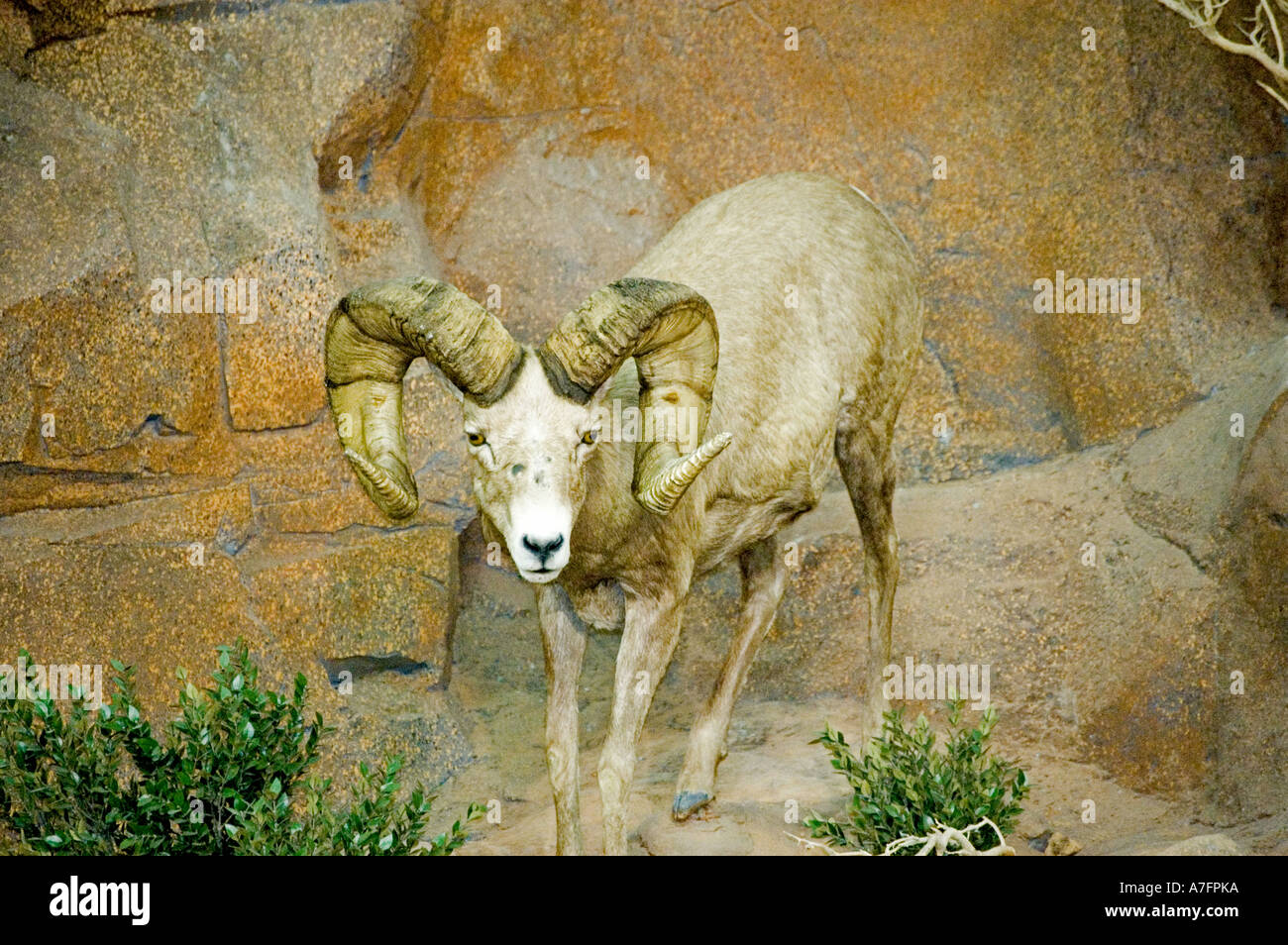 Big horn sheep in wilderness mountain scenery Stock Photo - Alamy