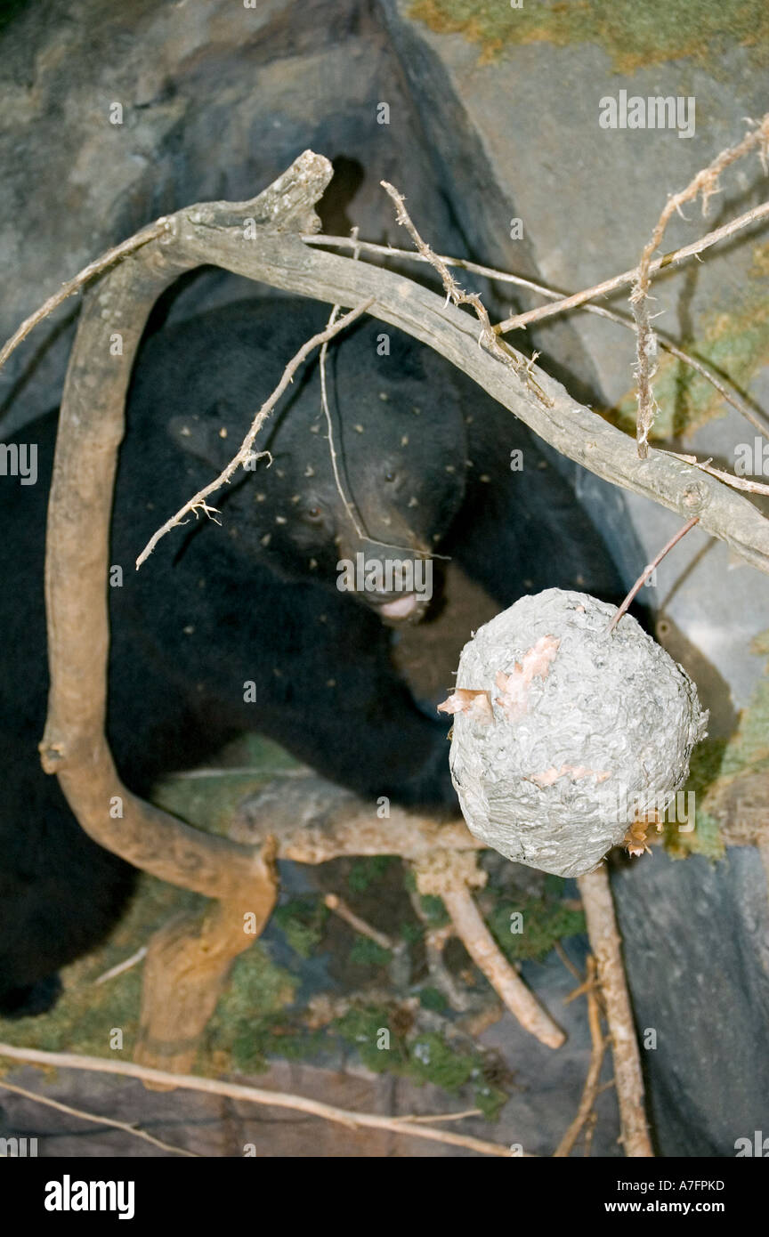 Bear reaching for bee hive in wilderness scenery Stock Photo - Alamy