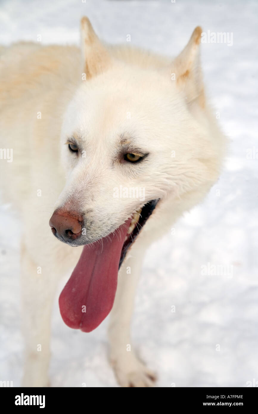 Inuit dogsled hi-res stock photography and images - Alamy