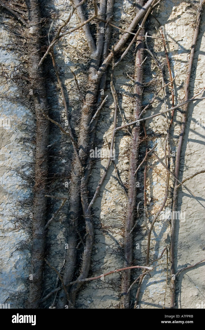 Tree branches growing in side of building Stock Photo - Alamy