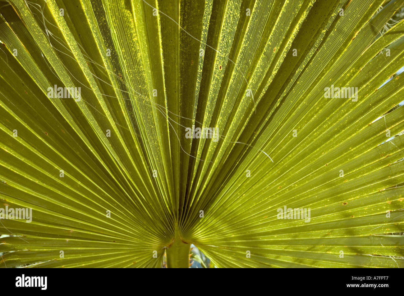 Fan leaf tree hi-res stock photography and images - Alamy