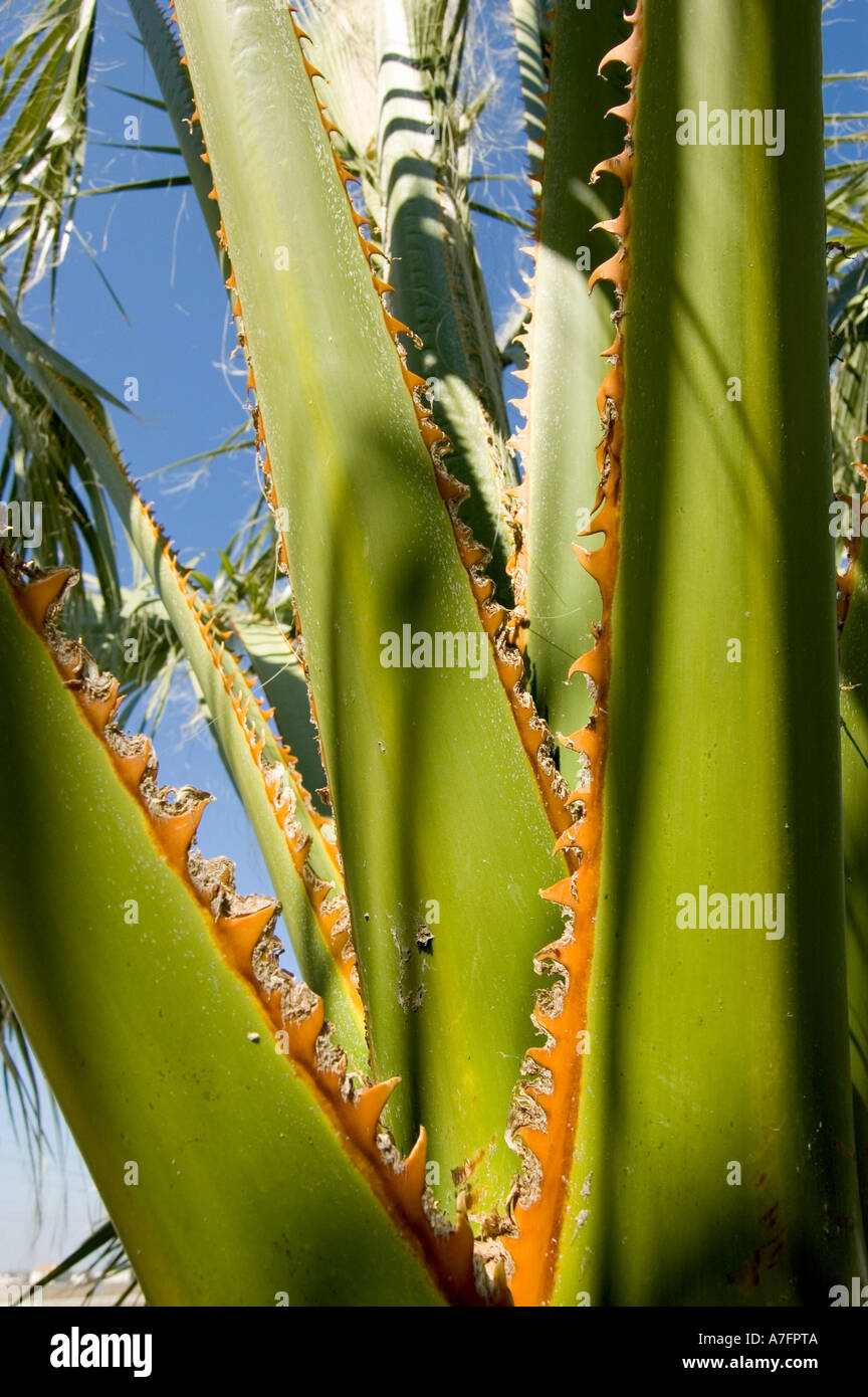 Palmetto leaf stalks with rough teeth Stock Photo - Alamy