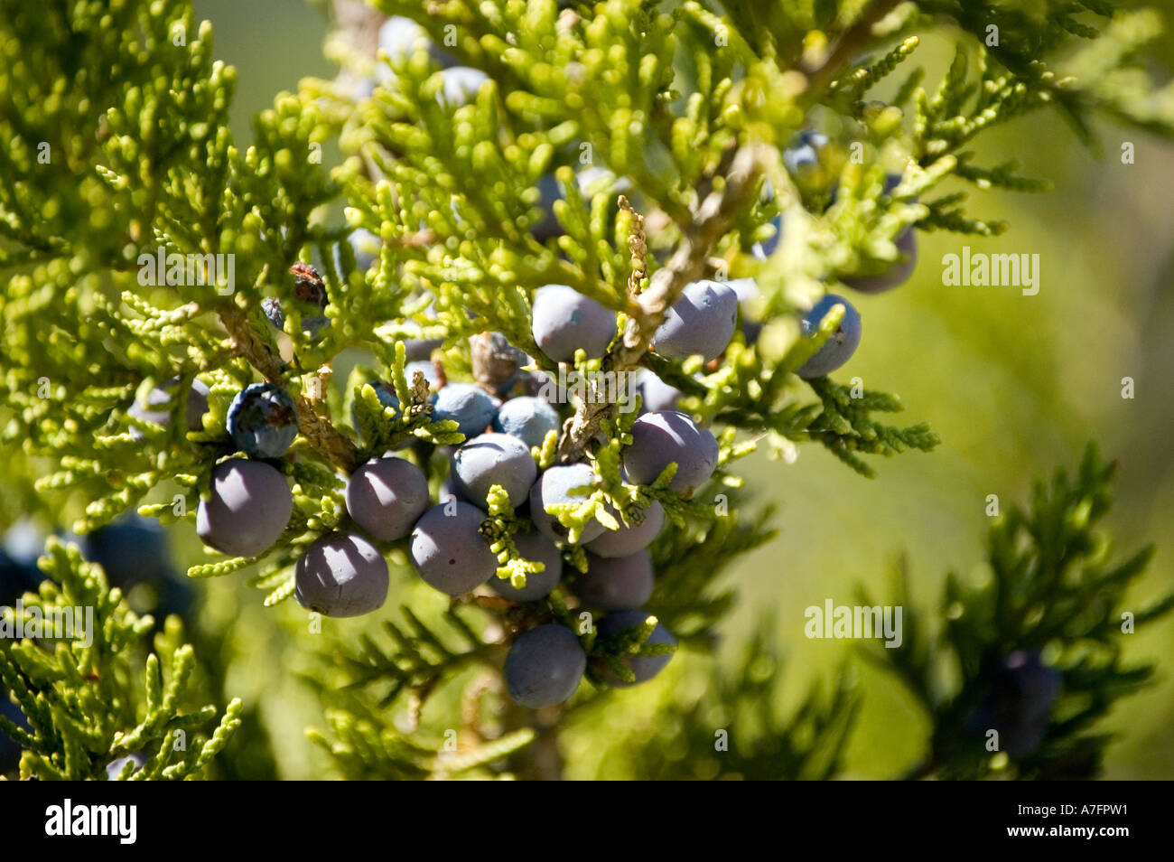 Cedar tree branch and seeds Stock Photo - Alamy
