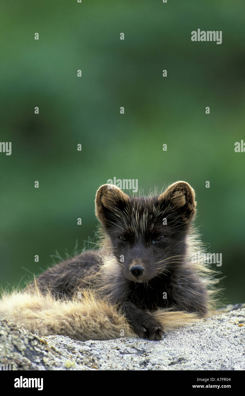 St. paul island pribilofs hi-res stock photography and images - Alamy