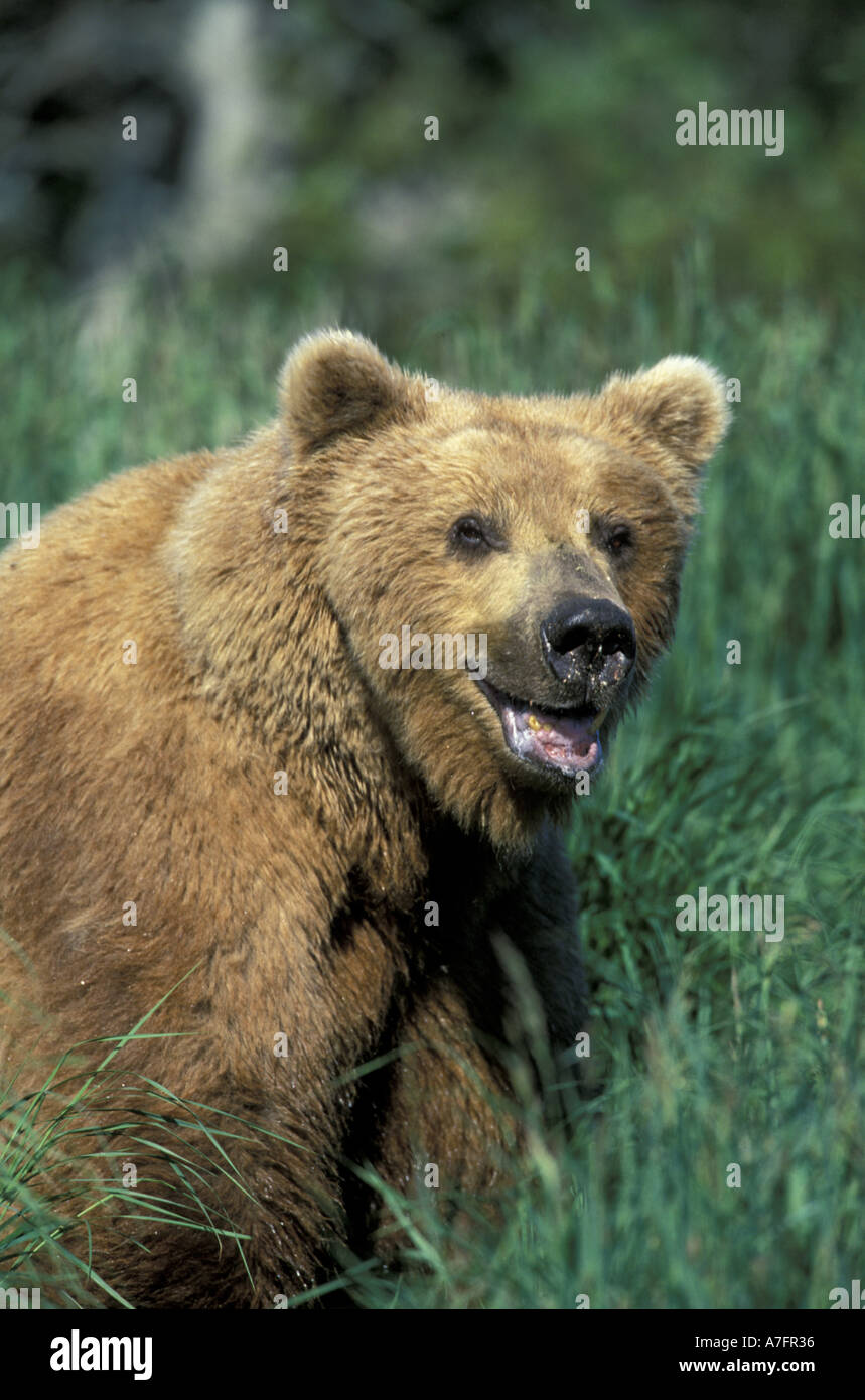 NA, USA, Alaska, Katmai National Park. A large brown bear boar sits in ...