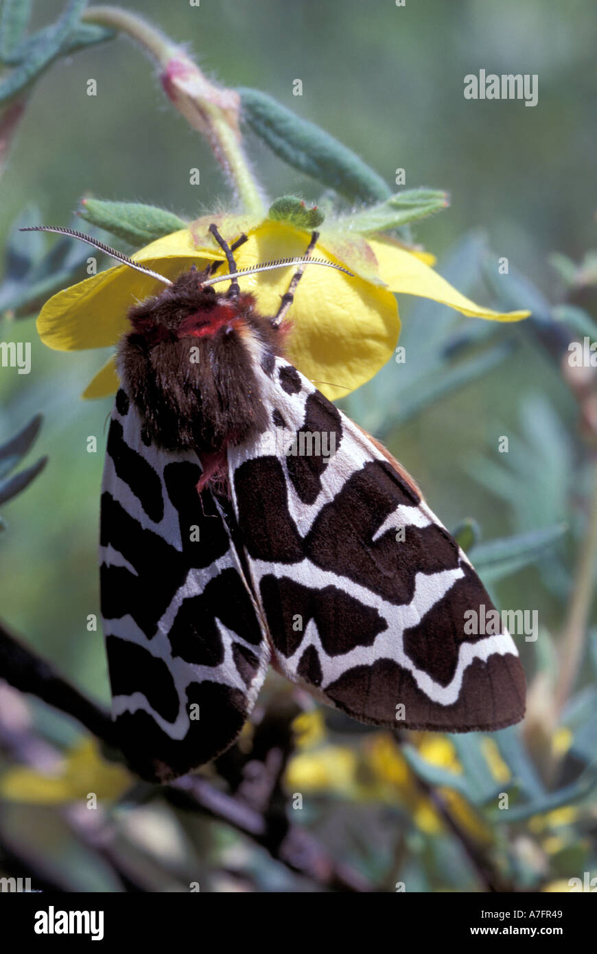 NA, Alaska, Denali National Park. Leopard moth sits on the flower of a ...