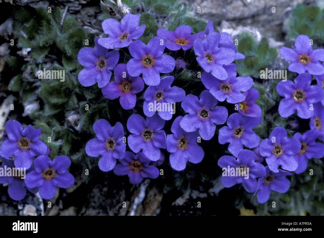 USA, Alaska National Wildlife Refuge (ANWR). Mountain forget-me-not ...