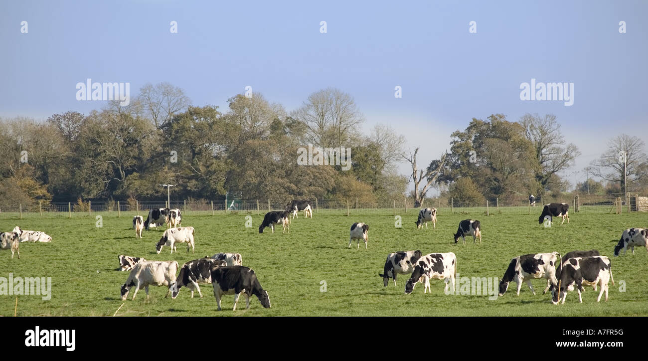 cows in field glastonbury somerset Stock Photo - Alamy