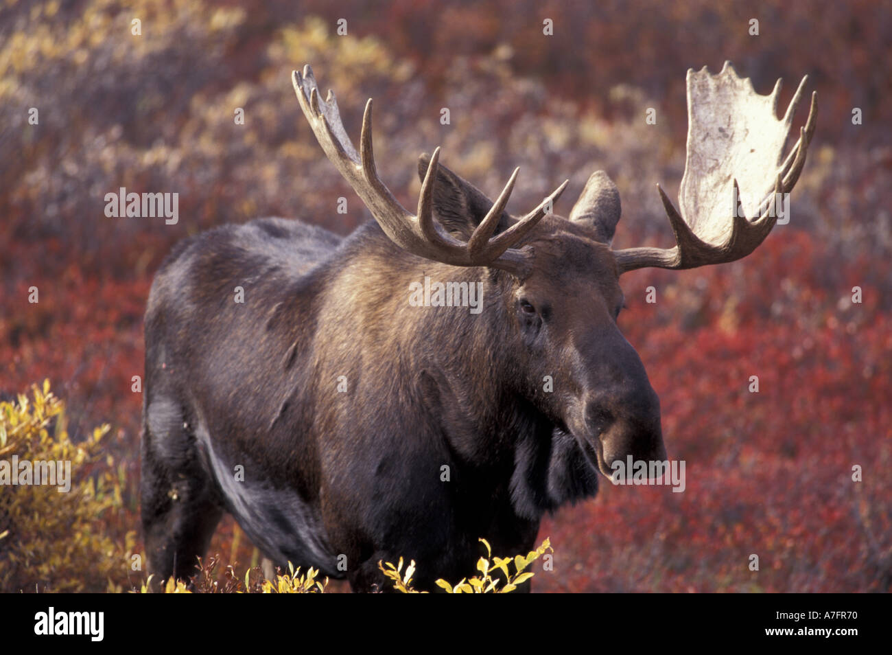 North America, USA, Alaska, Denali NP. Alces alces (moose) autumn ...