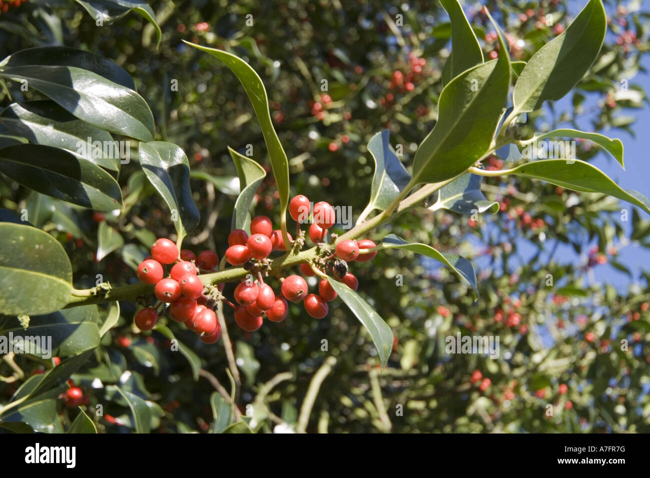 holly tree with berries Stock Photo - Alamy