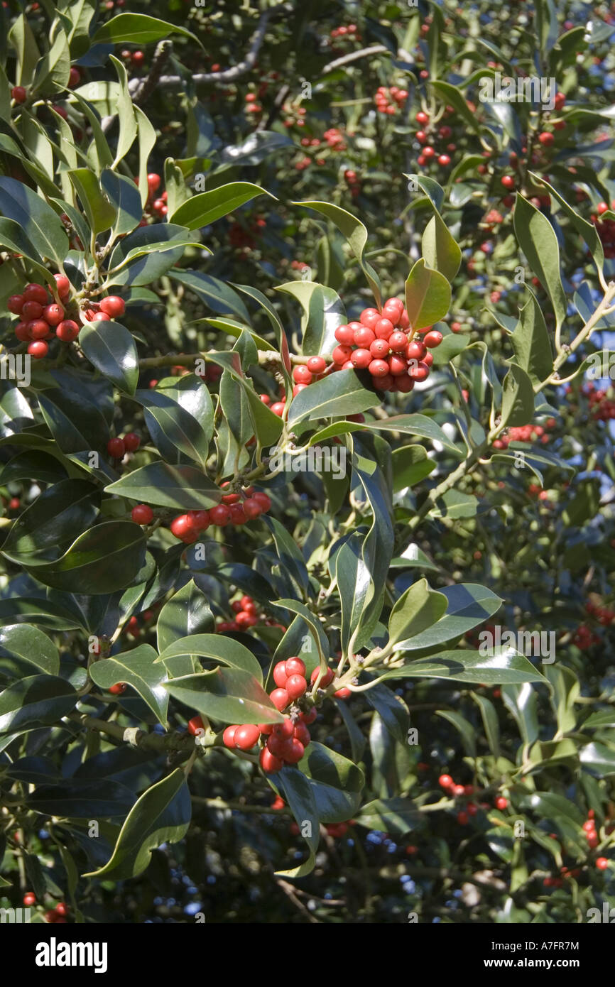 holly tree with berries Stock Photo - Alamy