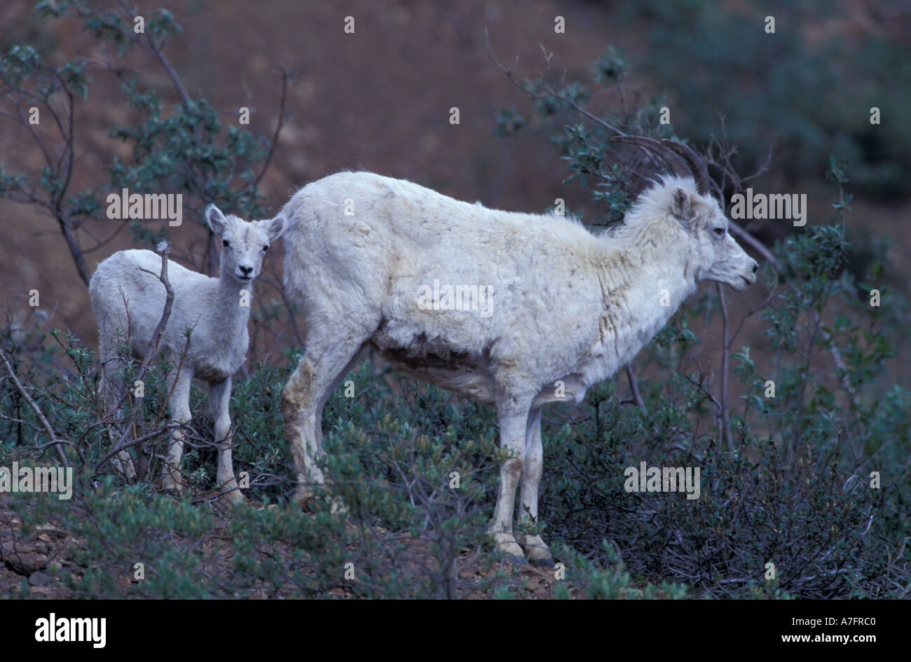 NA, USA, Alaska, Denali NP, a dall sheep ewe with its 3 week old lamb ...