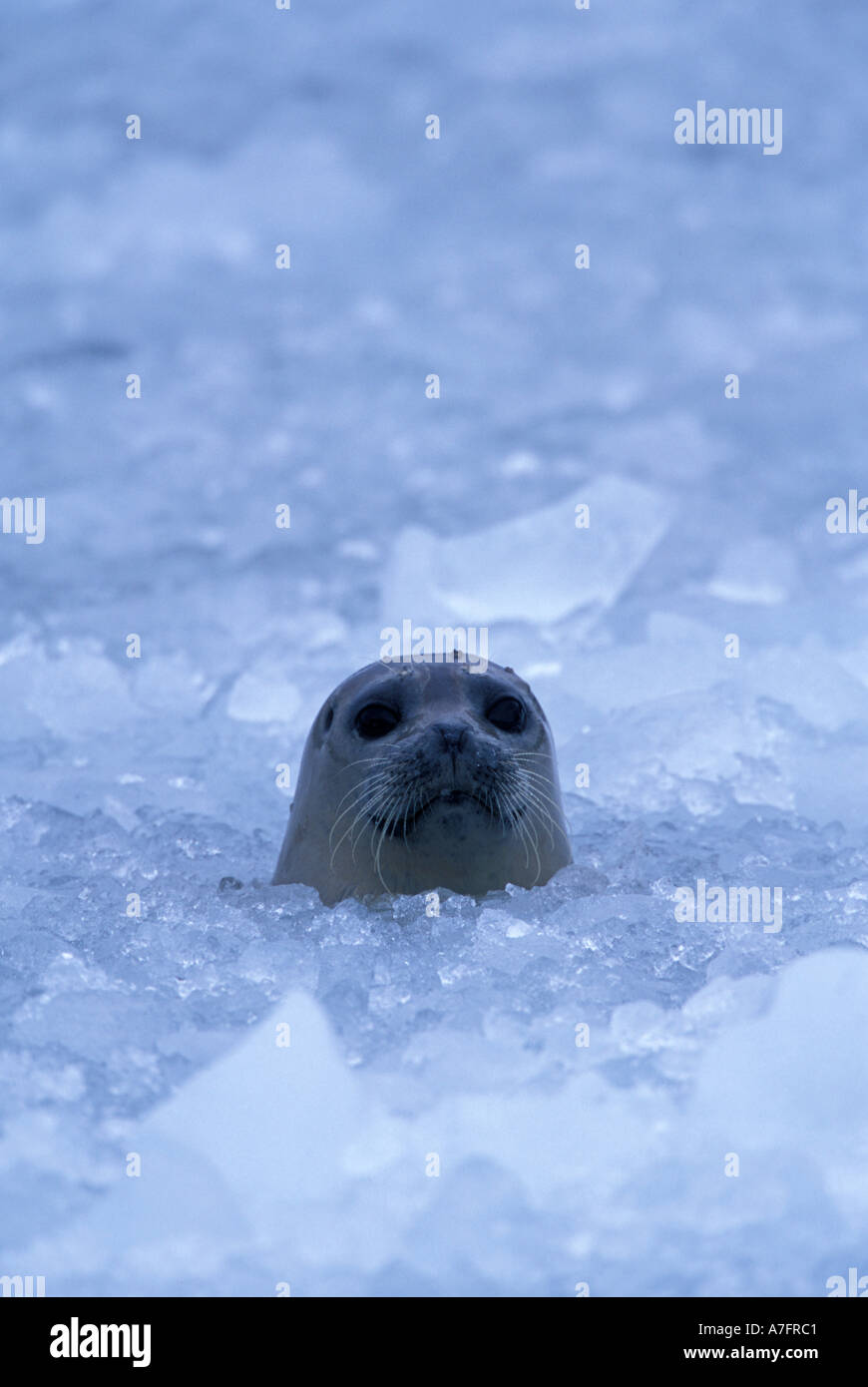 USA, Alaska, Prince William Sound, harbor seal pokes its head through ...