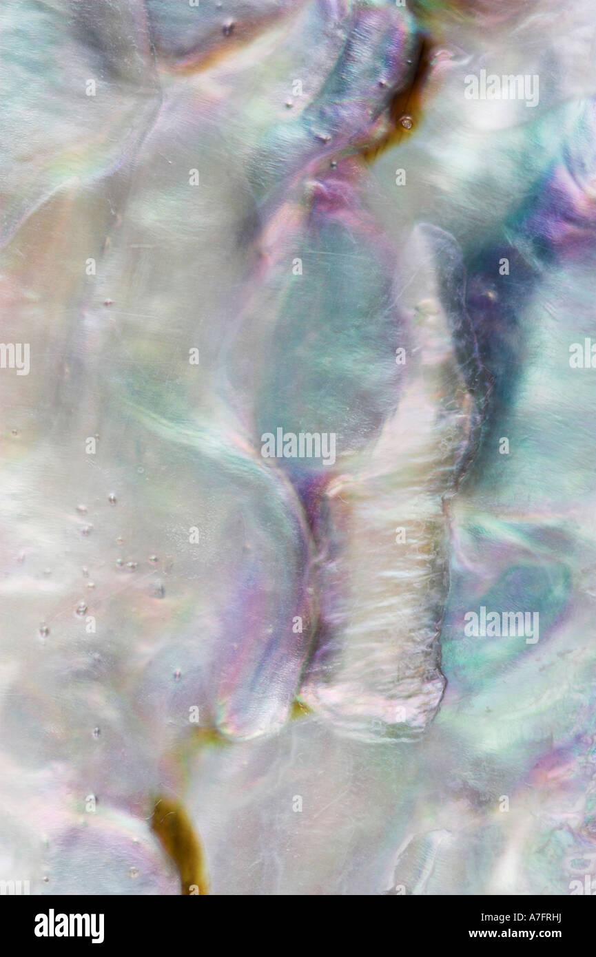 Nacreous abalone shell hi-res stock photography and images - Alamy