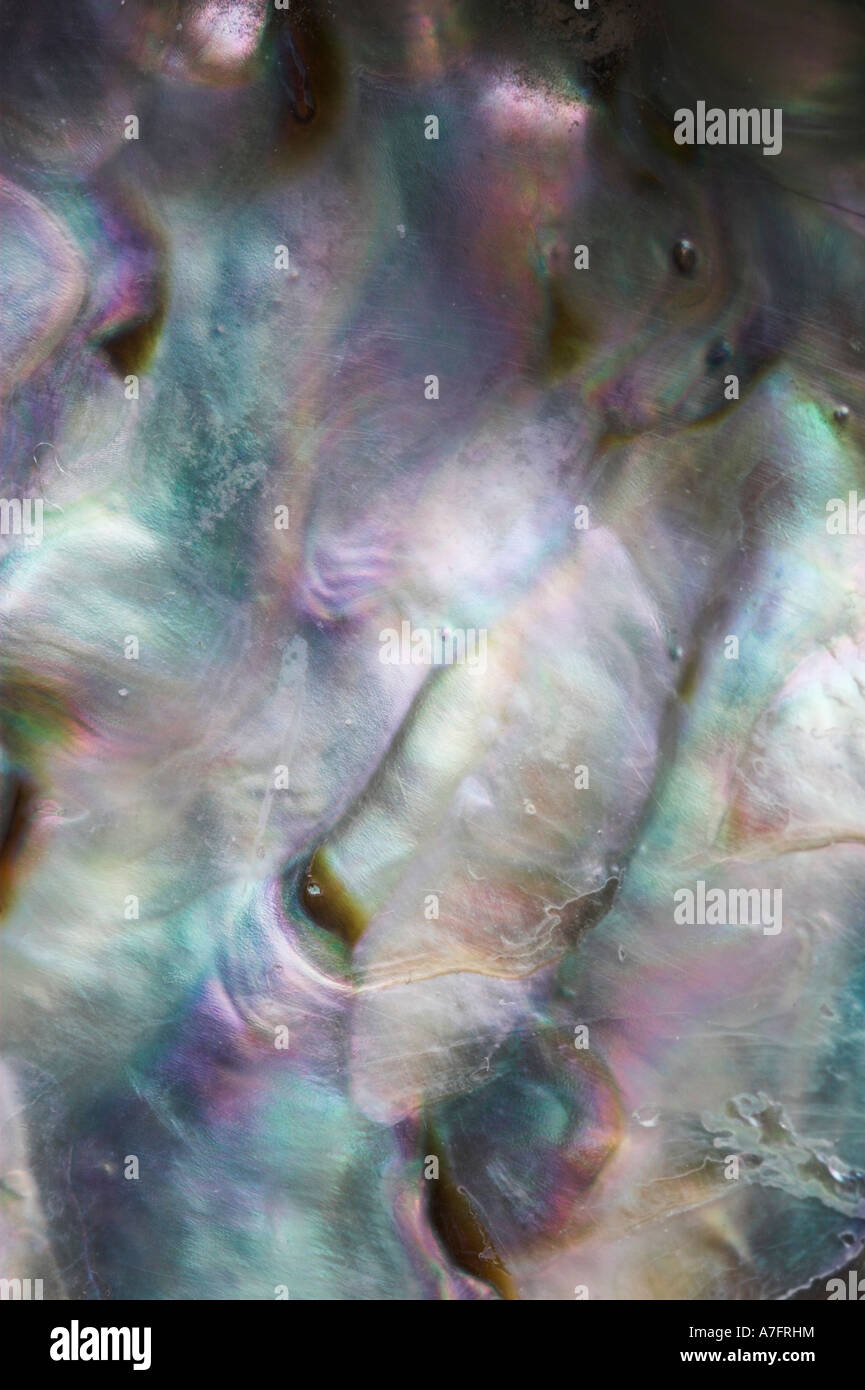 Abalone shell close up showing mother of pearl Haliotis sp Stock Photo - Alamy