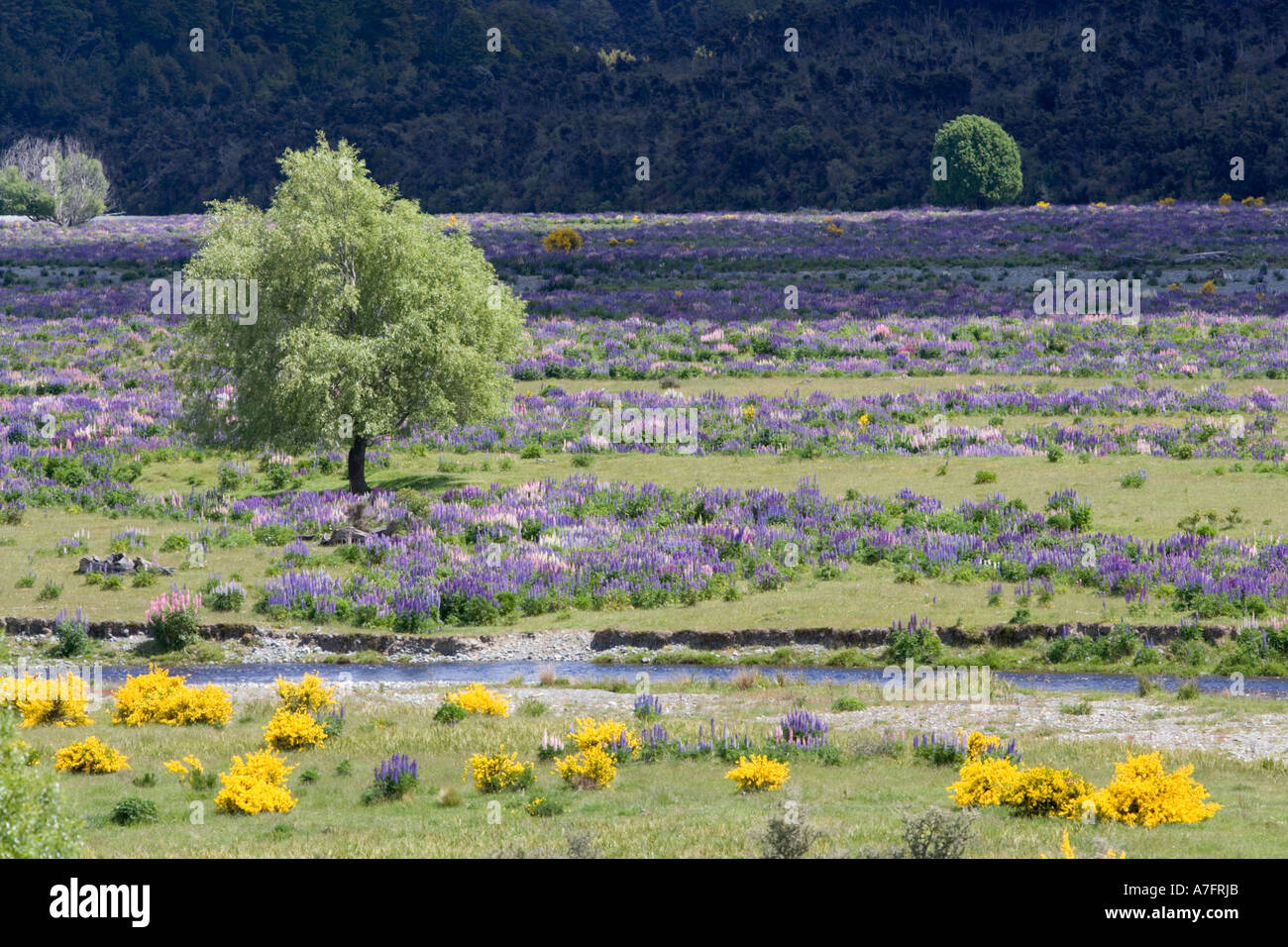 Lupin field and stream Stock Photo - Alamy